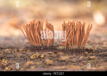 Chocolate Tube Slime Mold (Stemonitis sp.) brown fruiting bodies ...