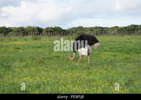 Common Ostridge in Addo Elephant National Park, South Africa Stock ...
