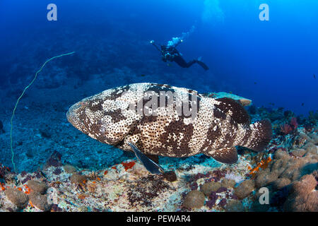 Greasy Grouper, Estuary Rock-cod, Greasy Rockcod or Spotted Grouper ...