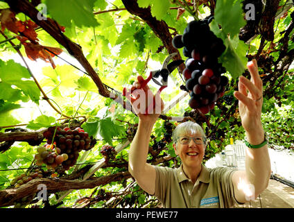 Vine keeper Gillian Strudwick harvests dessert grapes at the Great Vine ...