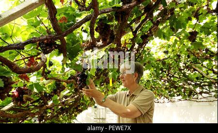 Vine keeper Gillian Strudwick harvests dessert grapes at the Great Vine ...
