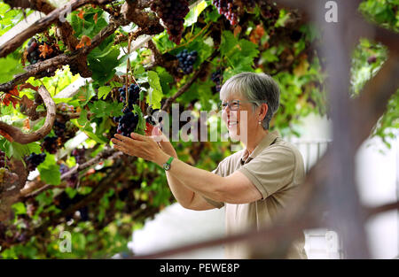 Vine keeper Gillian Strudwick harvests dessert grapes at the Great Vine ...