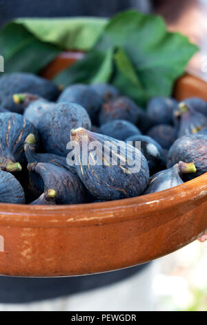 Vertical closeup of a person holding a Ficus Elastica plant with a ...