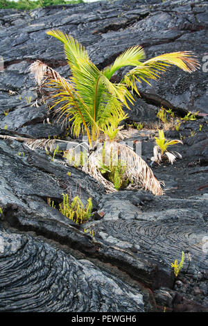 lava flow with plants growing, Kilauea Volcano, Big Island, Hawaii, USA ...