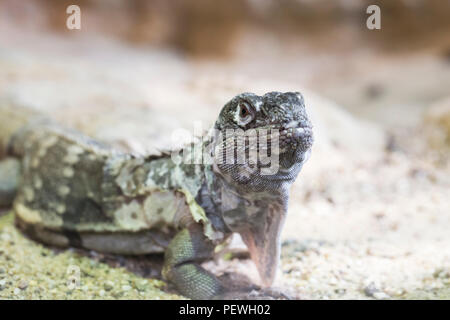 Guatemalan spiny tailed Iguana (Ctenosaura palearis), closeup of the ...