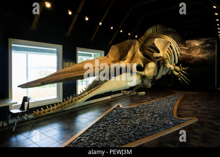 Sperm Whale Skeleton Physeter macrocephalus Stock Photo - Alamy