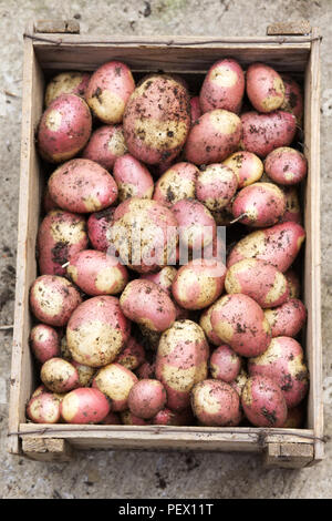 Solanum tuberosum 'Pink Gypsy'. Freshly harvested Potato 'Pink Gypsy ...