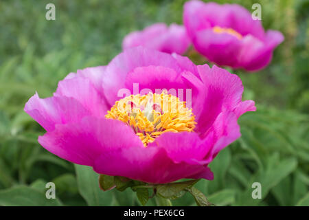 The beautiful pink large peony blossoming in a garden, is photographed ...