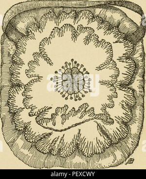 "Fancy work for pleasure and profit" (1905 Stock Photo - Alamy