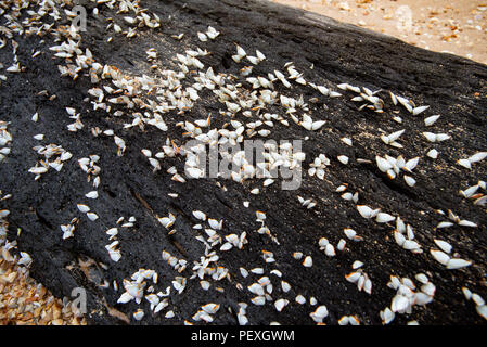 White small sea shellfish growing on rocks close to the ocean Stock ...