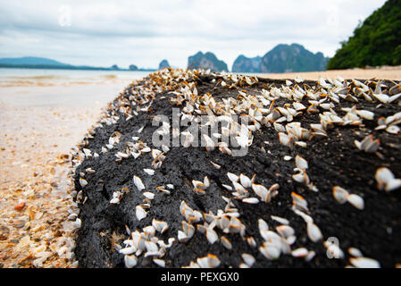 White small sea shellfish growing on rocks close to the ocean Stock ...