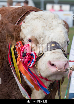 Turriff, Scotland - 06 Aug 2018: Champion Aberdeen Angus Bull at the ...