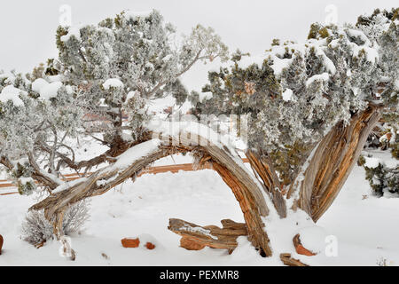 Frosted juniper trees in winter, Arches National Park, Utah, USA Stock ...