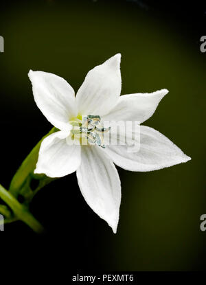 Chilli pepper white flower, Capsicum sp Stock Photo - Alamy
