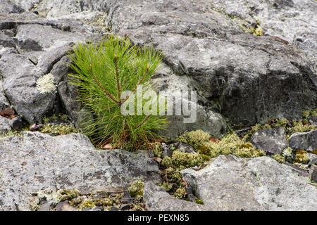 red pine trees (Pinus resinosa), Itaska State Park, Minnesota USA Stock ...