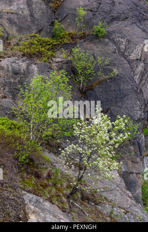 Flowering pincherry (Prunus pennsylvanica) at the base of a rock ...