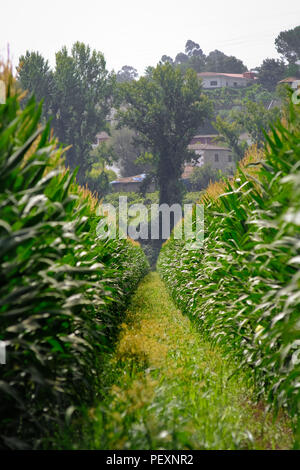 corn plantation in the north of Portugal Stock Photo - Alamy