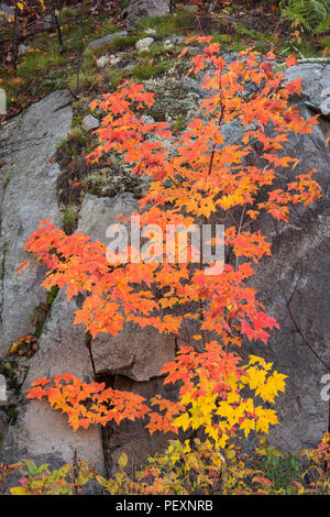 Red maple sapling with autumn foliage growing from crack in rock ...