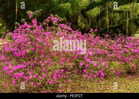 Flowering azaleas and southern live oak in early spring, Jungle Gardens ...