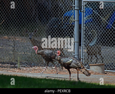 wild turkey and deer at the Livermore VA medical center in Livermore ...