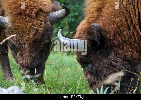 European bison reintroduction for ecological restoration and rewilding ...