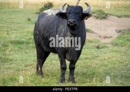European water buffalo reintroduction for ecological restoration and ...