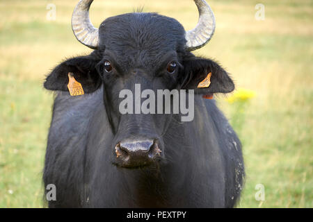 European water buffalo reintroduction for ecological restoration and ...