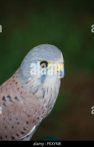 Breathtaking falcon with white and light blue feathers Stock Photo - Alamy