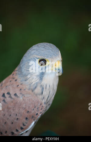 Breathtaking falcon with white and light blue feathers Stock Photo - Alamy