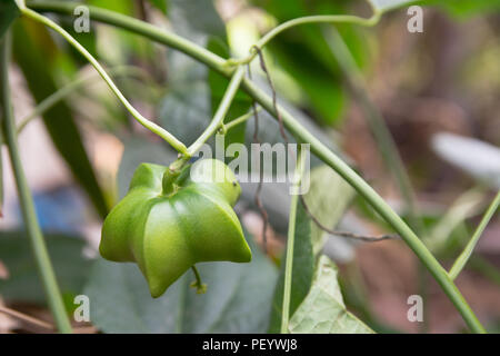 unripe green sacha inchi hanging from a sacha inchi tree Stock Photo ...