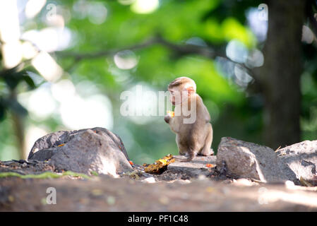 Baby Northern Pig-tailed Macaque (Macaca leonina) sitting in the road ...