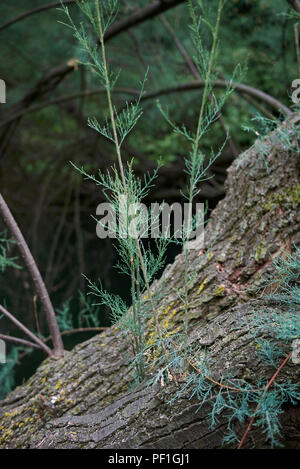Tamarix gallica, French Tamarisk Tree Stock Photo - Alamy