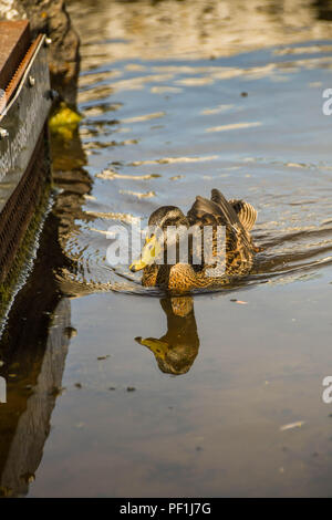 Wild duck swimming across still water with reflections Stock Photo - Alamy