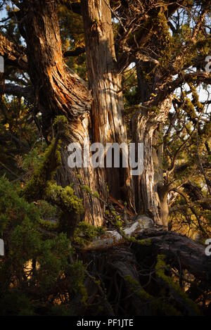 Juniper tree bark Stock Photo - Alamy