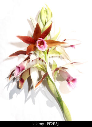 Native Australian swamp orchid (Phaius tankervilleae), Cairns ...