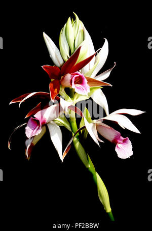 Native Australian swamp orchid (Phaius tankervilleae), Cairns ...