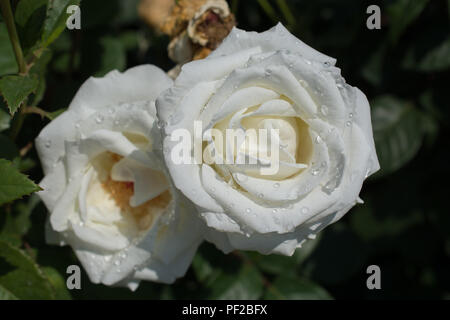 Two blooming beautiful colorful roses in the garden background Stock ...