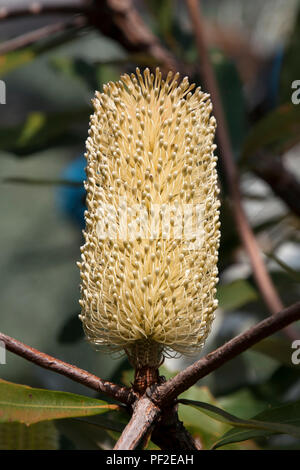 Close up of a Banksia cone flower and leaves with a spiky texture Stock ...