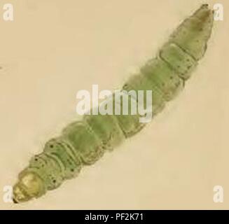 Athrips tetrapunctella larva Stock Photo - Alamy