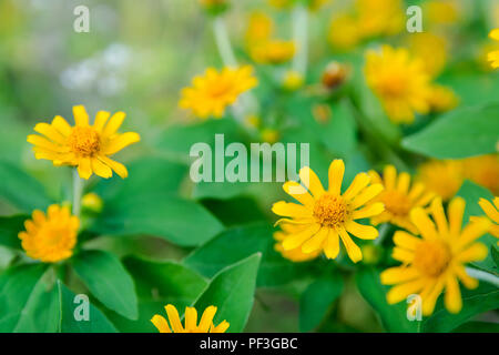 Wedelia trilobata, bright yellow flowers all year round, Wedelia ...