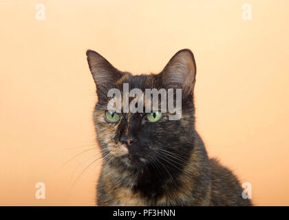 Portrait of a black and orange tortie torbie, or Tortoiseshell tabby ...