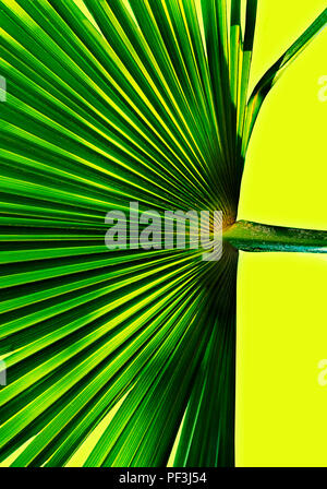 Vertical shot of glowing lines isolated on a black background Stock ...