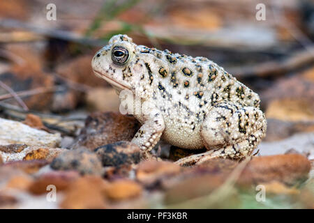 Toad Species (bufonidae) at Rock Town Natural Area - Lucas Park, Wilson ...