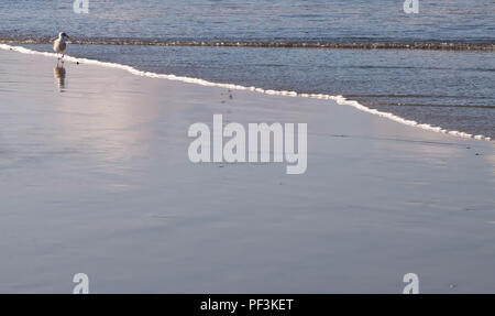 A lone seagull standing in the surf Stock Photo - Alamy