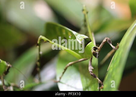 Green Insect That Looks Like A Leaf Stock Photo Alamy