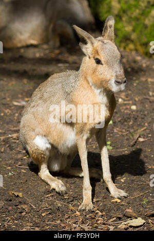 Mara or Patagonian Cavy (Dolichotis Patagonum) - third largest rodent ...