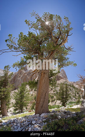 Pine tree branches on an old wooden board banner Stock Photo - Alamy