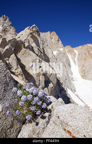 sky pilot or Polemonium eximium flowers growing high in the Sierra ...