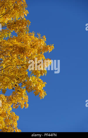 Yellow autumn leaves Stock Photo - Alamy
