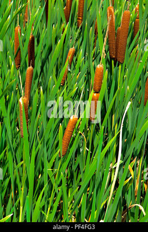 Green details of colored plants Typha, also called reed on the lake ...